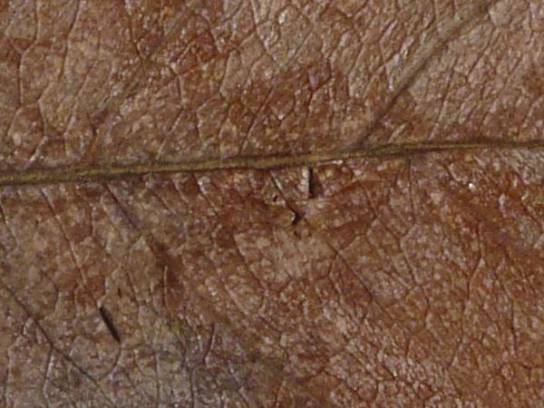 texture 0005 - Texturelib